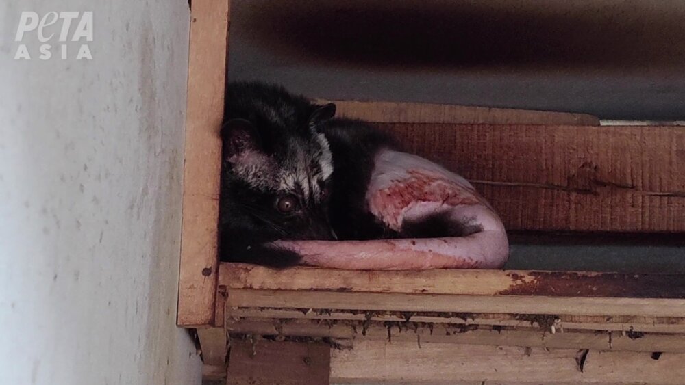 Good News! Civet Coffee Dropped After PETA Push