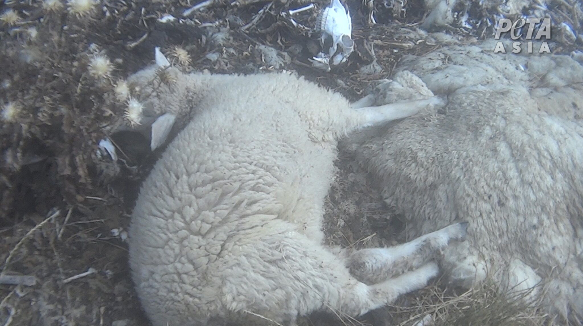 Why PETA Wrote to Donatella Versace About Wool