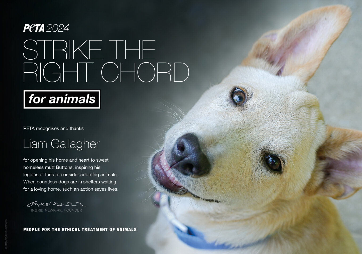 Liam Gallagher Struck the Right Chord for Animals