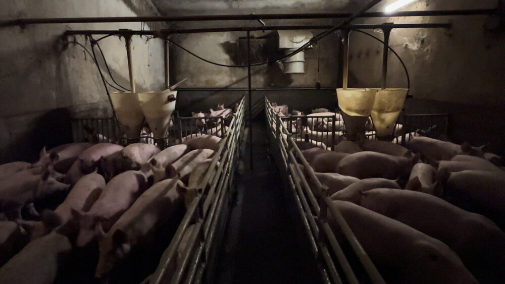 Piglets Rot on Farms Linked to Parma Ham