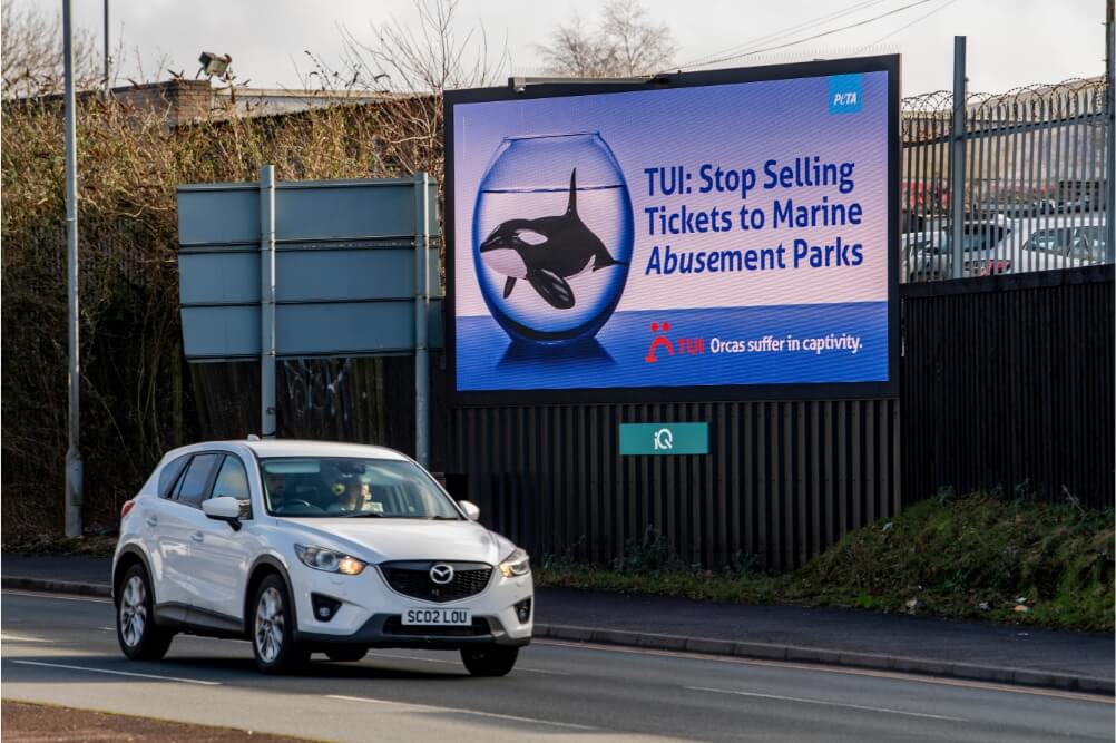 PETA’s Campaign to End TUI’s Support of Orca Abuse