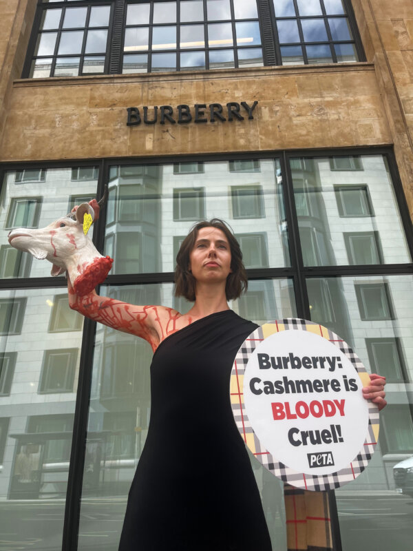 Burberry’s Cashmere Sales Draw ‘Bloody’ PETA Display at Shareholder Meeting