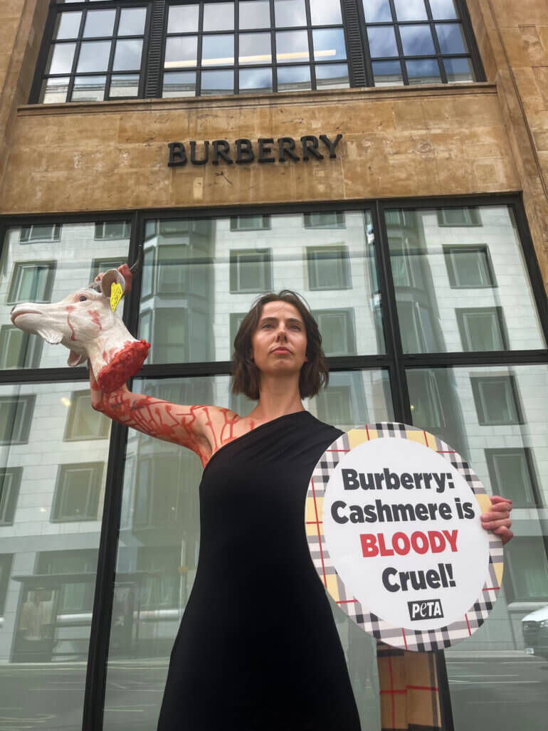 Burberry’s Cashmere Sales Draw ‘Bloody’ PETA Display at Shareholder Meeting