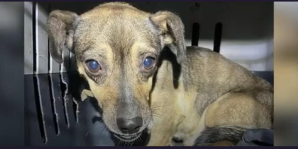 3 Years of War in Ukraine: PETA-Supported Teams Continue Animal Rescue ...