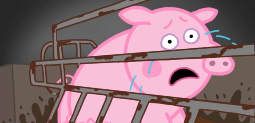 No Muddy Puddles for Real-Life ‘Mummy Pigs’ Killed for Food