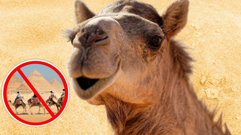 Victory for Camels! Aero Travels Axes Egypt Animal Rides After PETA Push