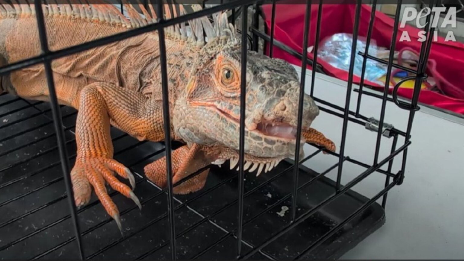 Hell on Earth: Animals Are Dying in Pain at Bangkok’s Chatuchak Market