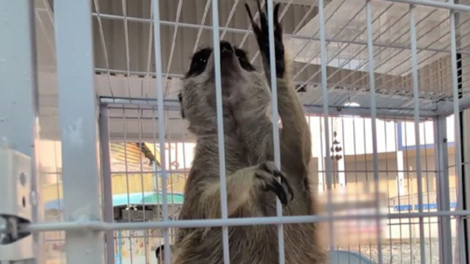 Hell on Earth: Animals Are Dying in Pain at Bangkok’s Chatuchak Market