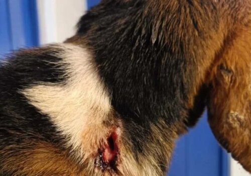 Wounded Beagles and Bloody Pigs Found in Indian Laboratory - PETA UK