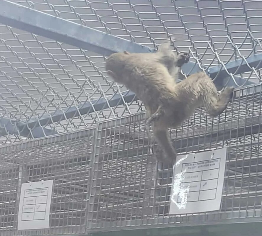 Wounded Beagles and Bloody Pigs Found in Indian Laboratory - PETA UK