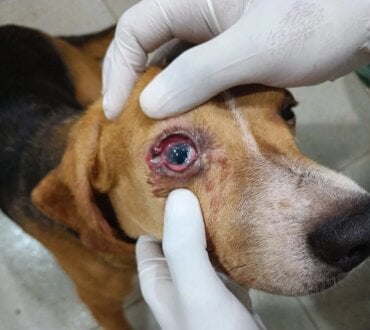 Wounded Beagles and Bloody Pigs Found in Indian Laboratory - PETA UK