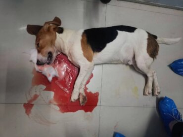 Wounded Beagles and Bloody Pigs Found in Indian Laboratory - PETA UK