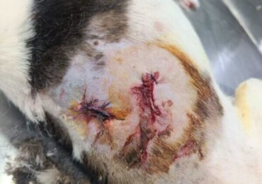 Wounded Beagles and Bloody Pigs Found in Indian Laboratory - PETA UK