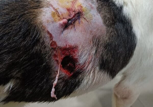 Wounded Beagles and Bloody Pigs Found in Indian Laboratory - PETA UK