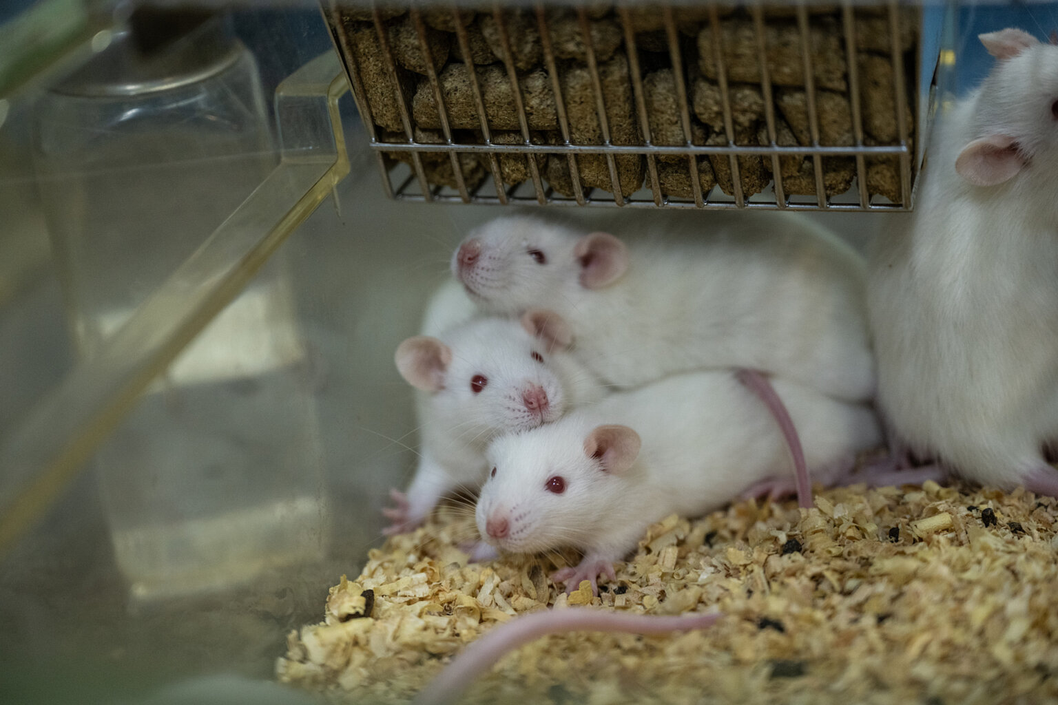 Victory for Rats and Mice! University of Kent Says No to Cruel Sepsis ...