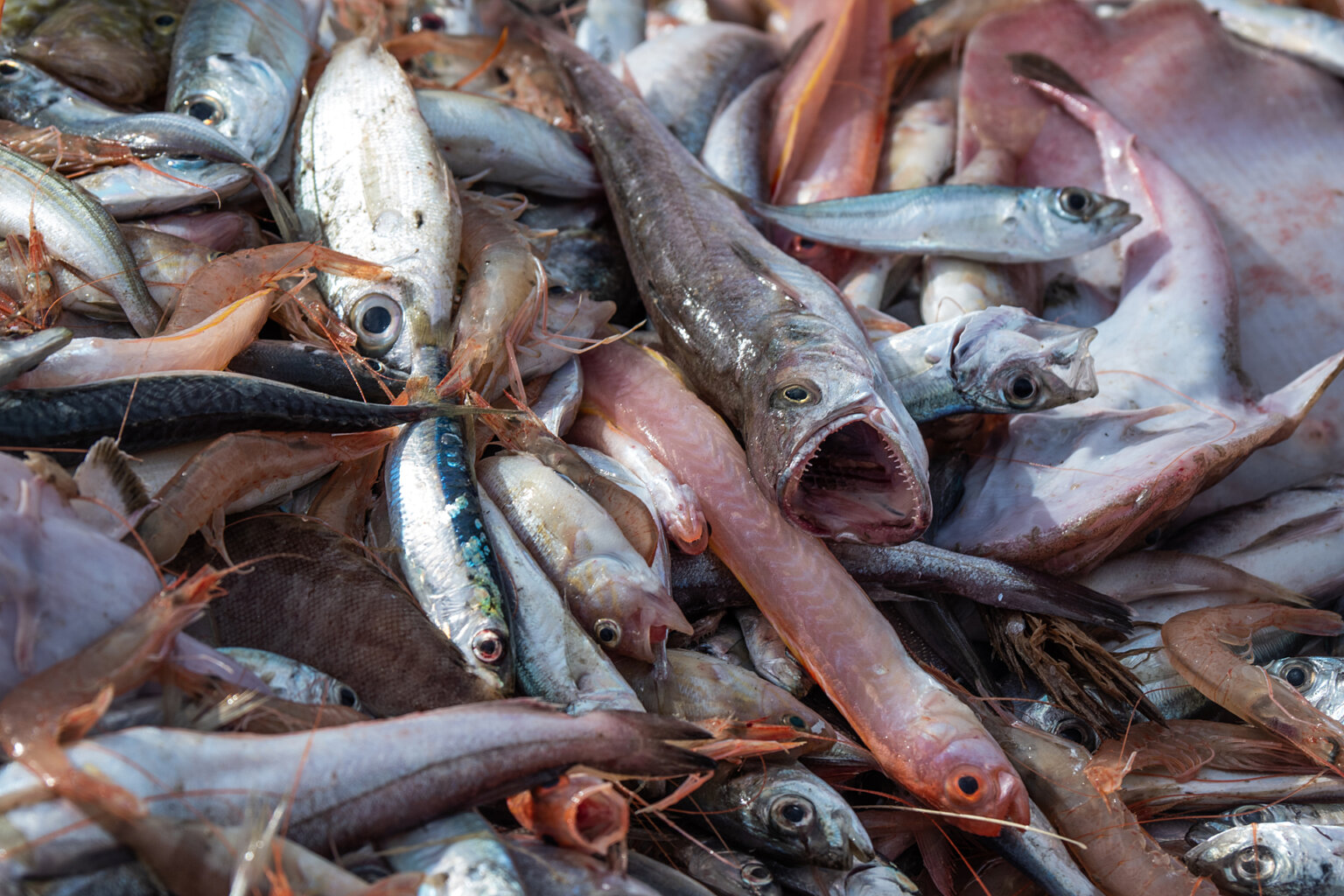 Bottom Trawling – a Hot Topic, and Certain Death for Fish and the Planet