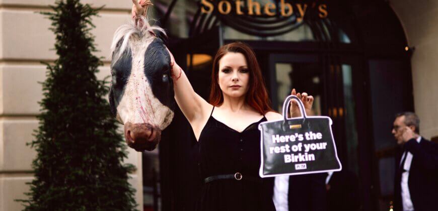 PETA France Brings "Bloody Cow's Head" to Auction of World’s First ...