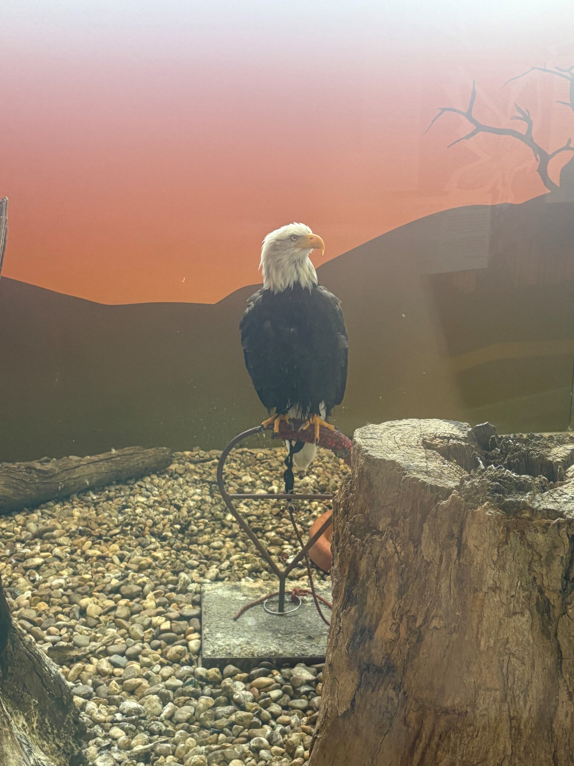 Bird Tethered in Benfica Museum Prompts New PETA Push to Retire Live ...