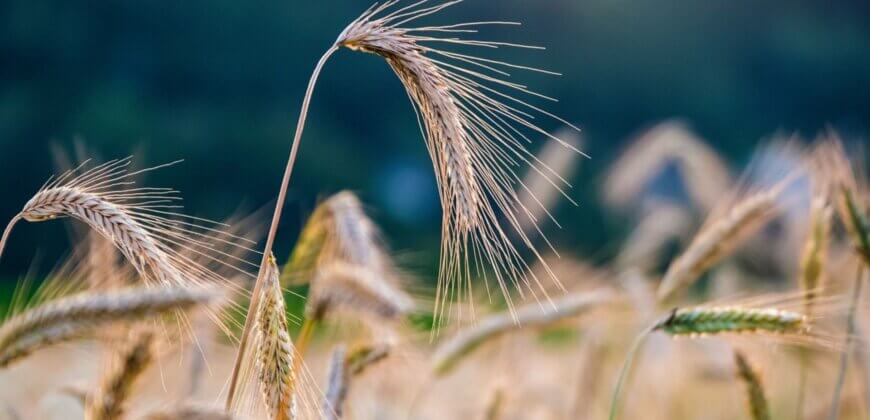 The Future of British Farming - PETA UK