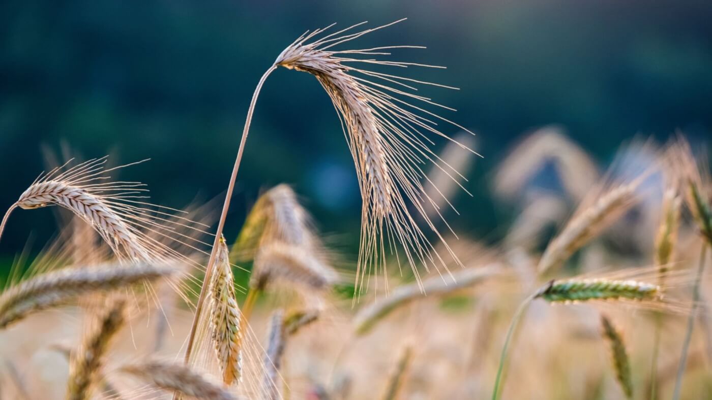 The Future of British Farming - PETA UK