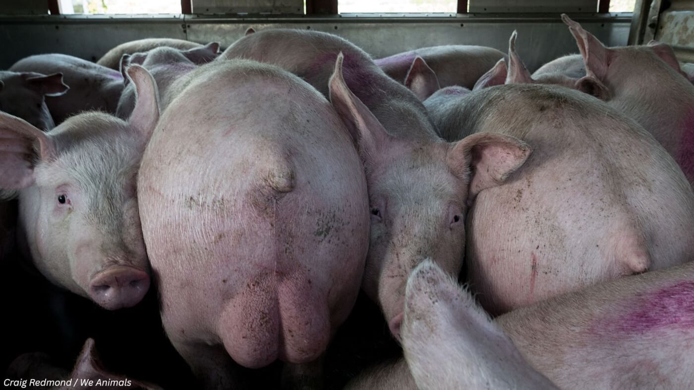 The Future of British Farming - PETA UK