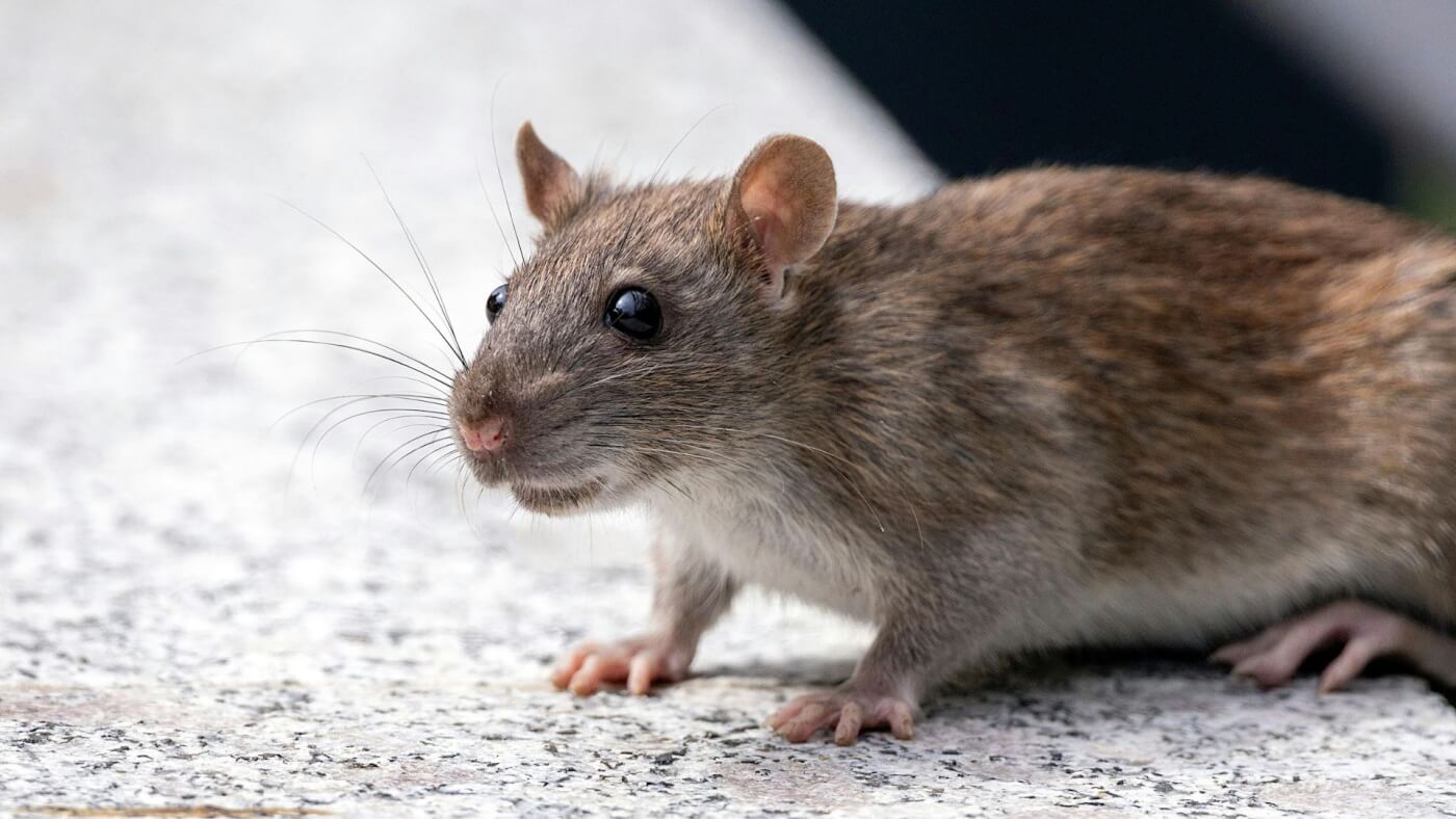 Victory for Rats and Mice! University of Kent Says No to Cruel Sepsis ...