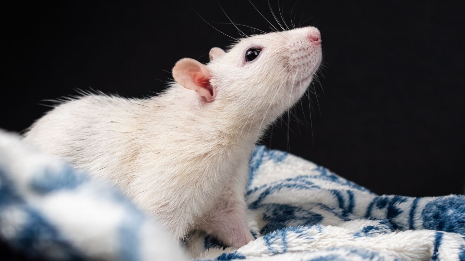 Victory for Rats and Mice! University of Kent Says No to Cruel Sepsis ...