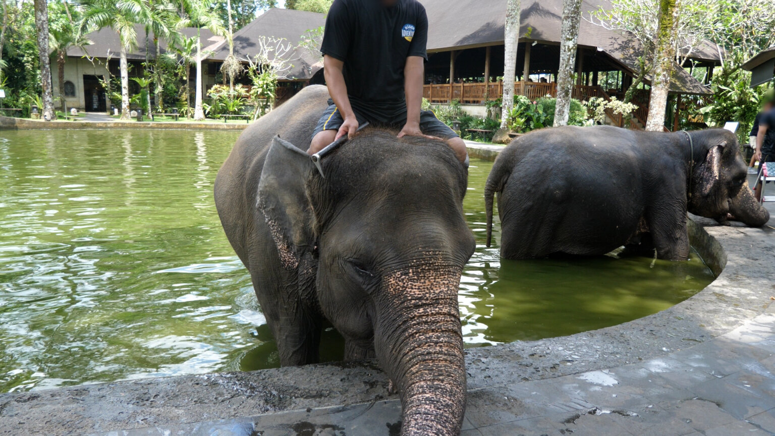 Elephants Hit, Wounded, and Chained at Bali Tourist Traps