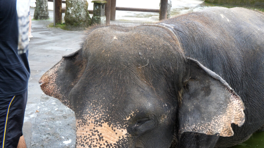 Elephants Hit, Wounded, and Chained at Bali Tourist Traps