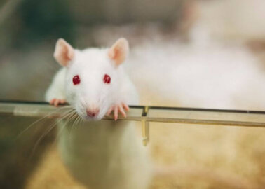 Nearly 2.7 Million Procedures: The Hidden Horrors of Animal Testing in ...
