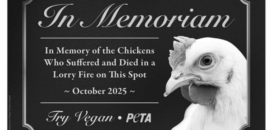 PETA Requests Roadside Memorial After Chickens Die in Lorry Fire ...