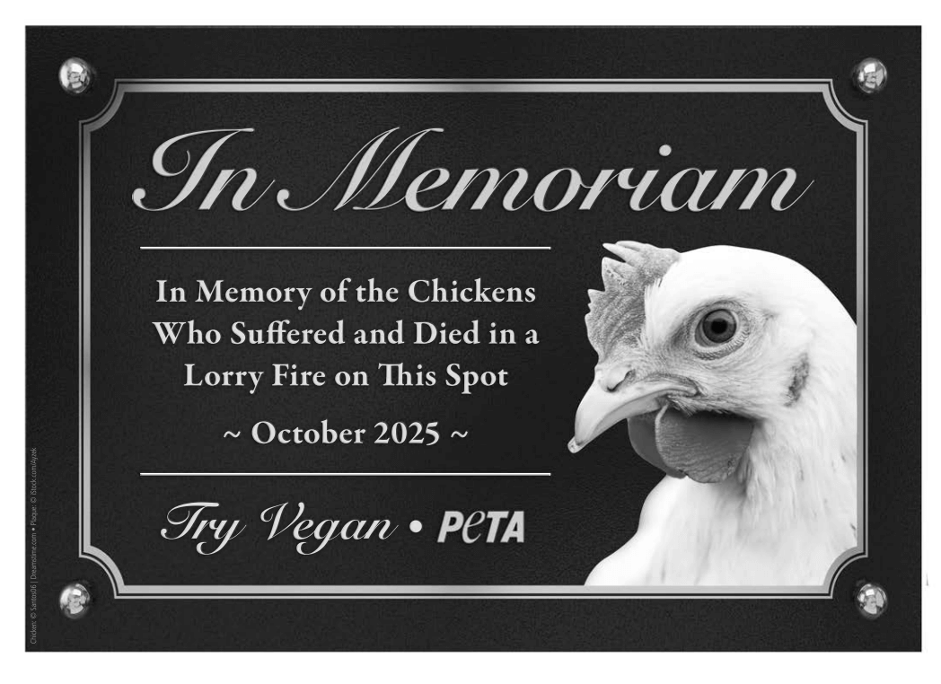 PETA Requests Roadside Memorial After Chickens Die in Lorry Fire ...