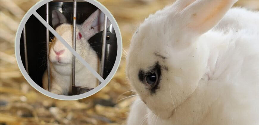 UK Government Unveils Plan to End Cruel Animal Tests