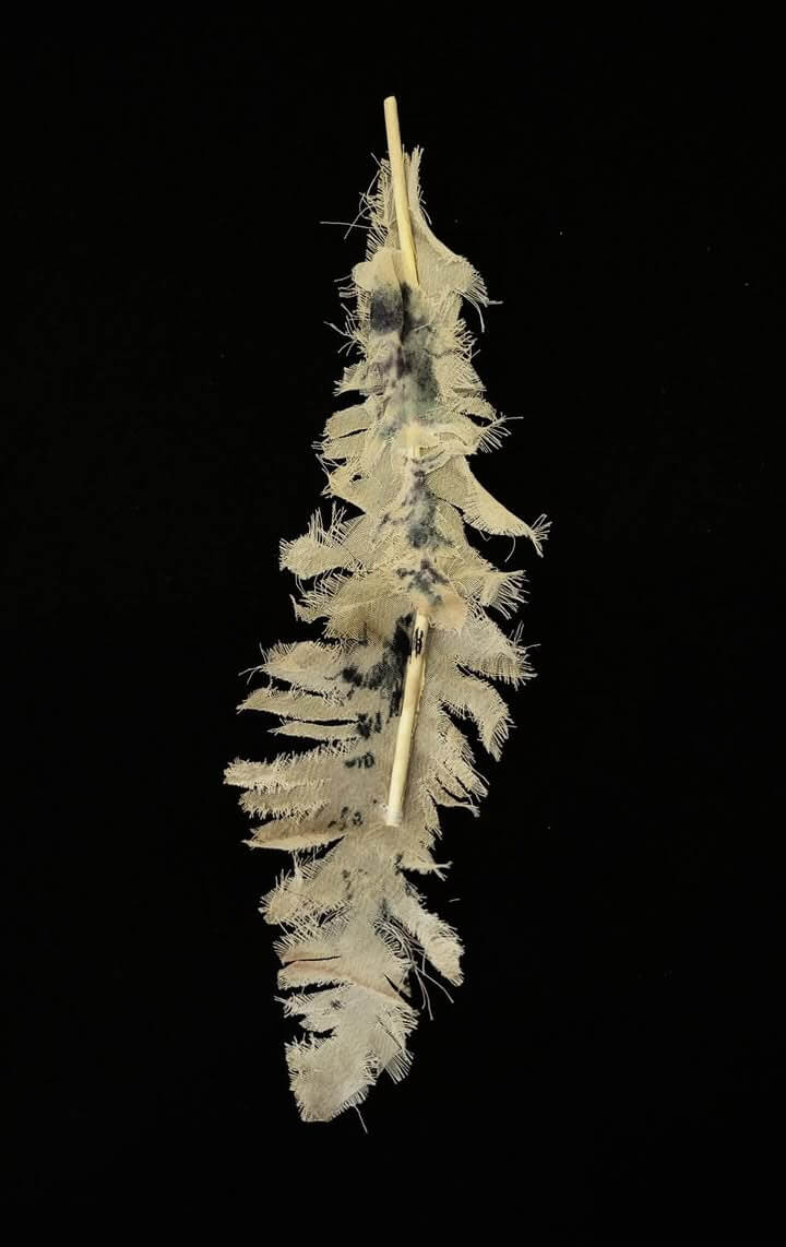 University Students Create Bird-Free Feathers in PETA Collaboration