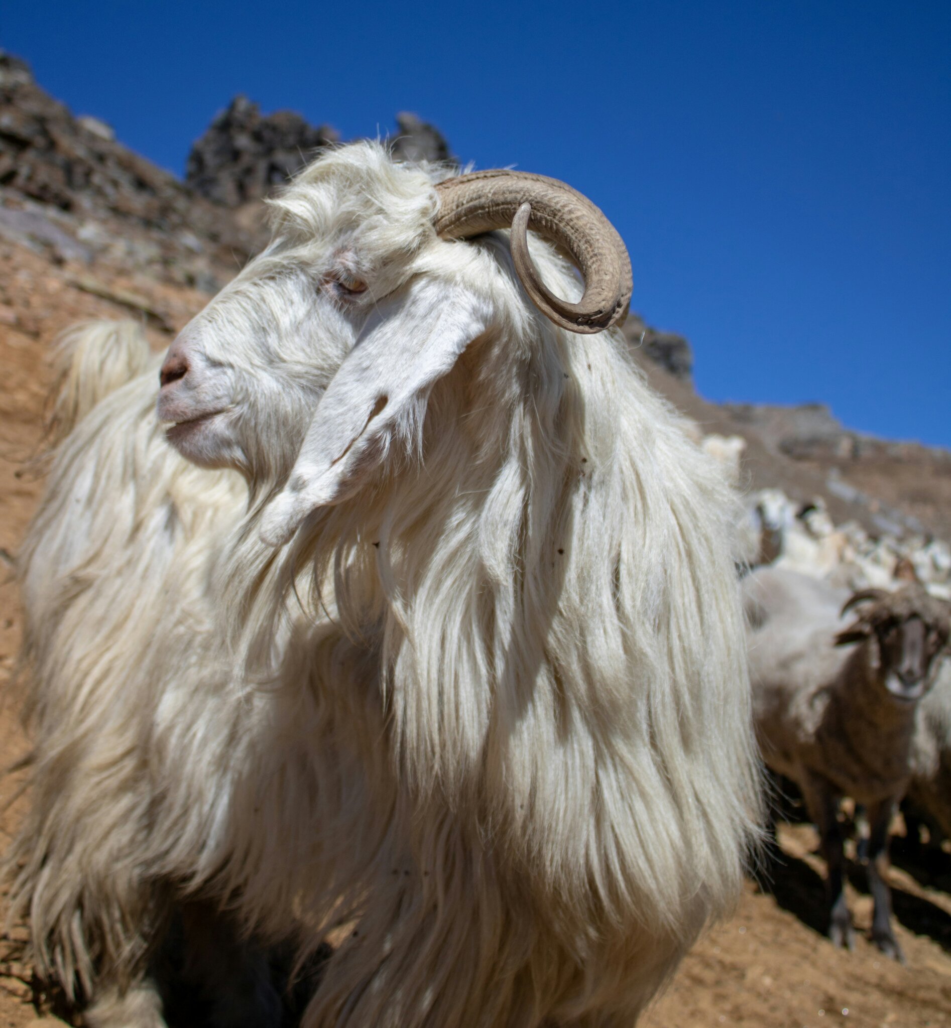What is Cashmere? Origins, Cruelty, and What to Wear Instead