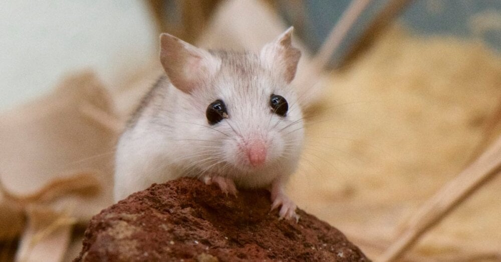 VICTORY! Oreo Maker Drops Animal Testing After Successful PETA Push