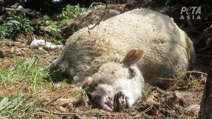 Ibiza Fashion Festival Bans Wool After PETA Exposes Abuse