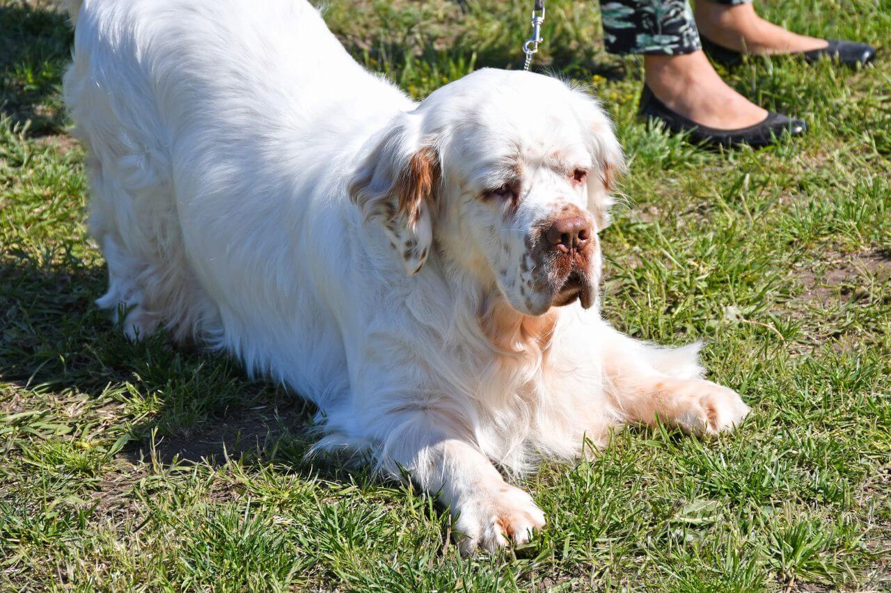 Crufts 2026 Winner: Why You Should Never Buy a Clumber Spaniel