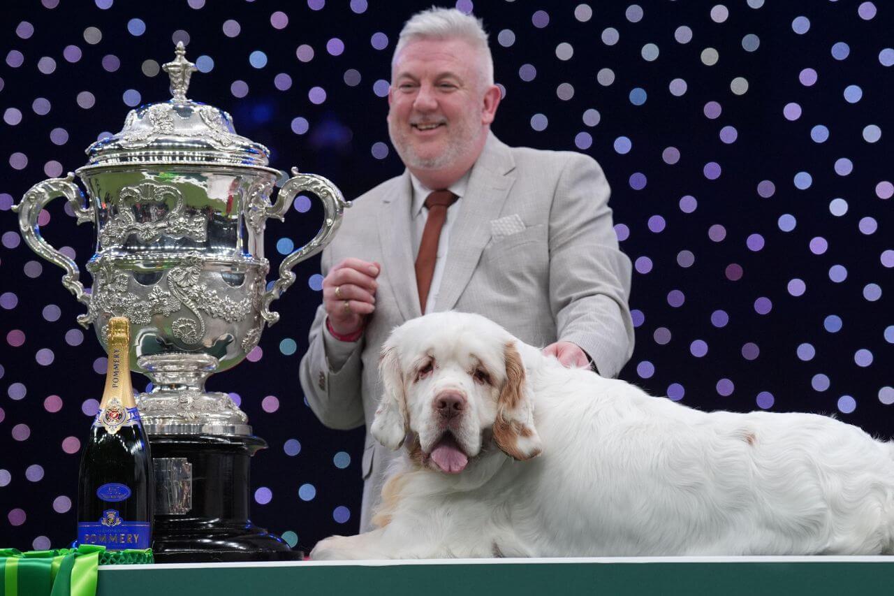 Crufts Scandal Deepens: Winner’s Animal Cruelty Conviction Puts Channel ...