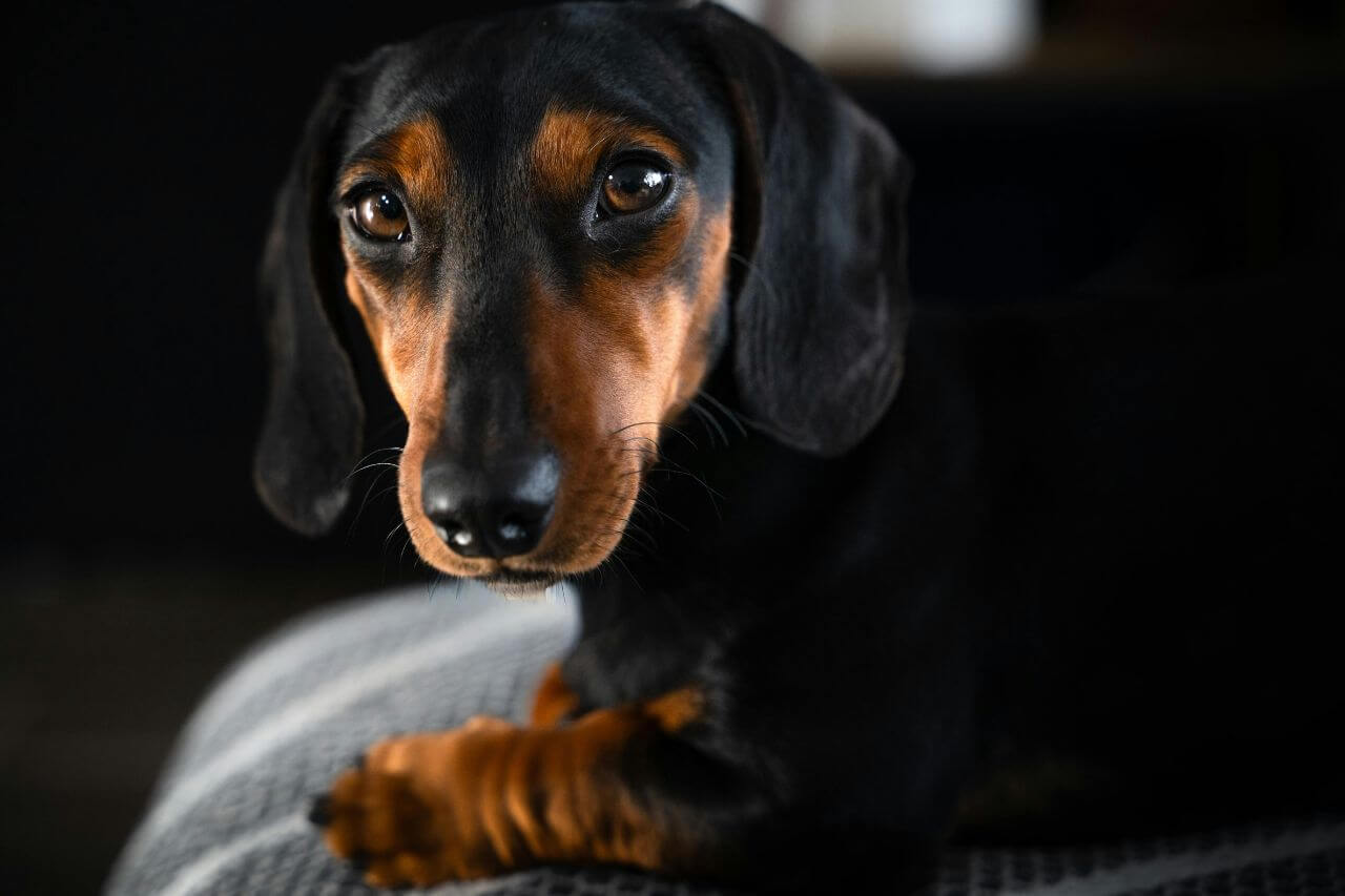 The 67 Dog Breeds That Could Be Banned in Britain – And What a Ban ...