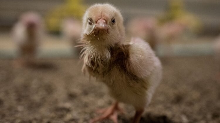 Take 5 Actions to Help End Speciesism - PETA UK