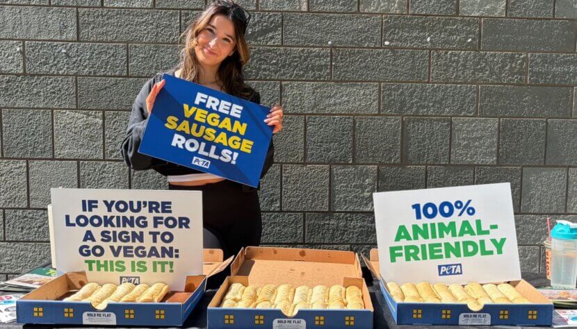 News - PETA UK